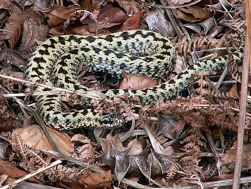 Amphibian and Reptile Conservation – Moray Field Club