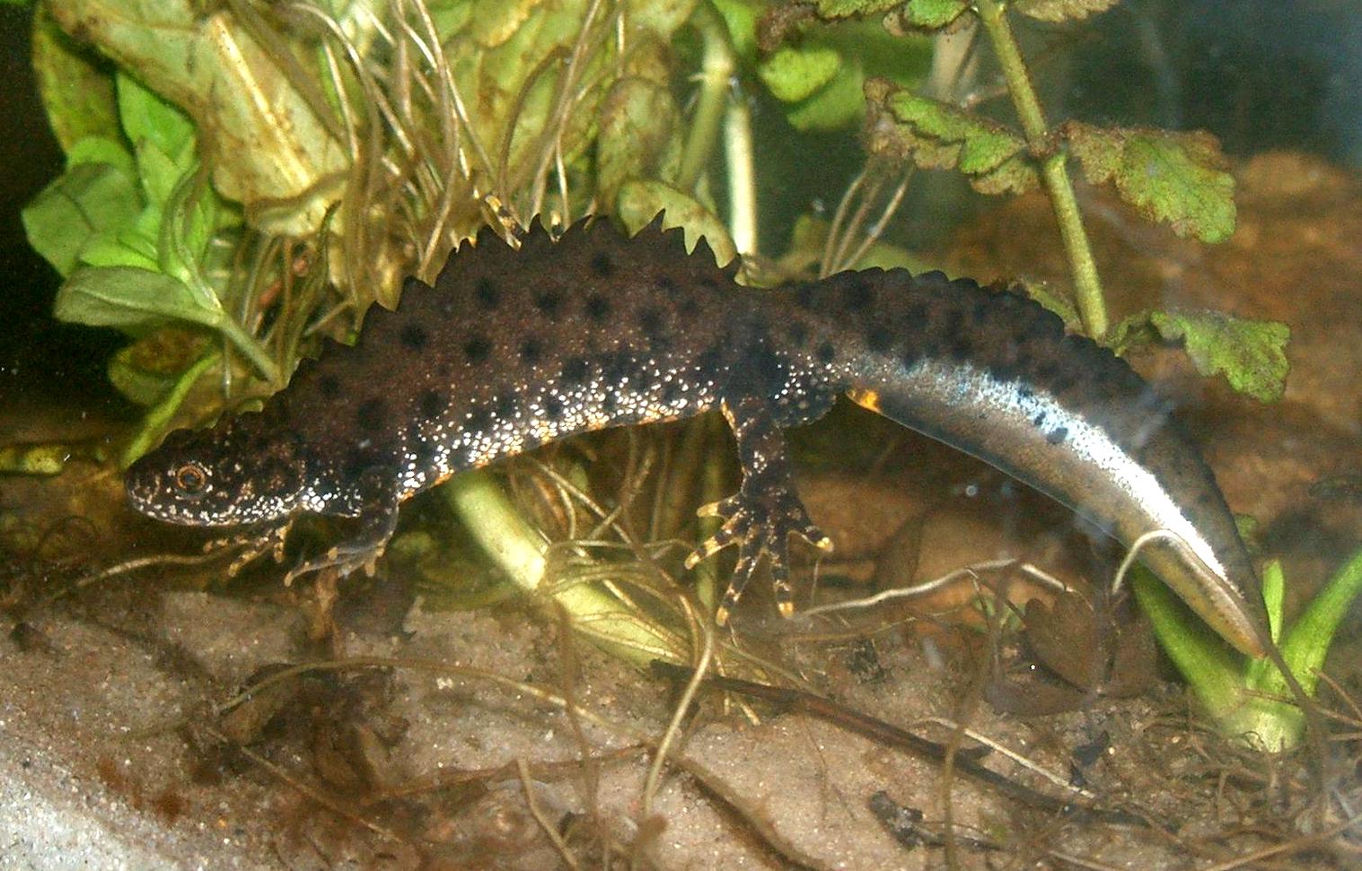 Amphibian and Reptile Conservation – Moray Field Club